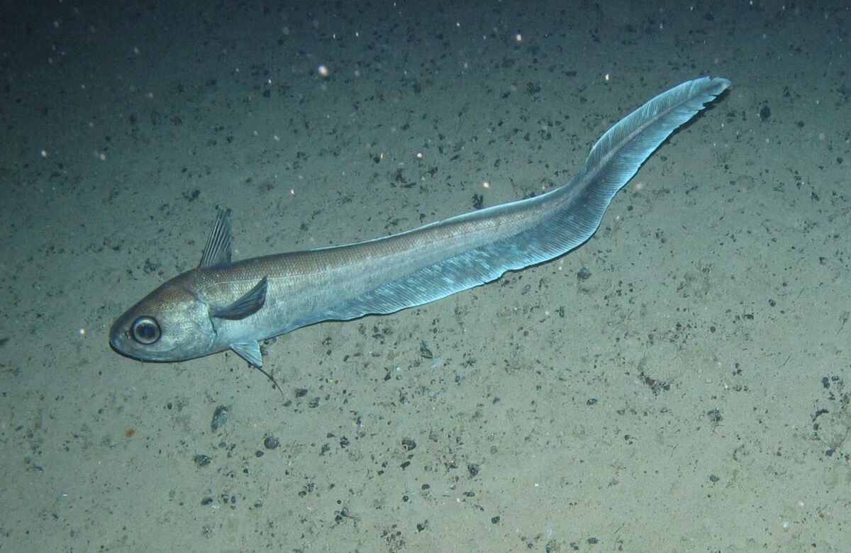 Roundnose Grenadier NatureRules1 Wiki Fandom
