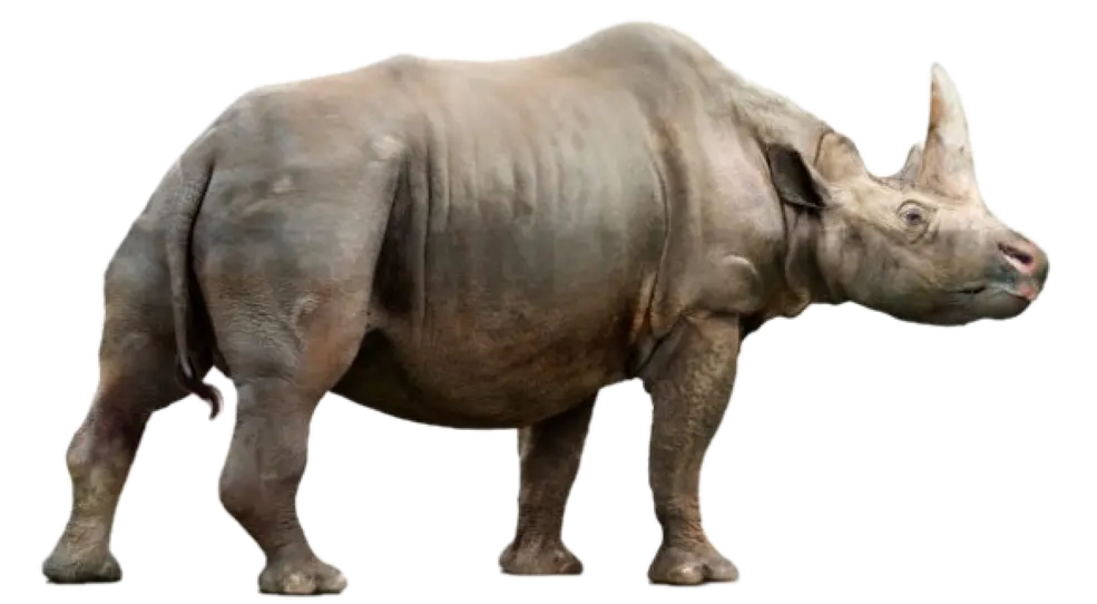 Sinotherium | NatureRules1 Wiki | Fandom