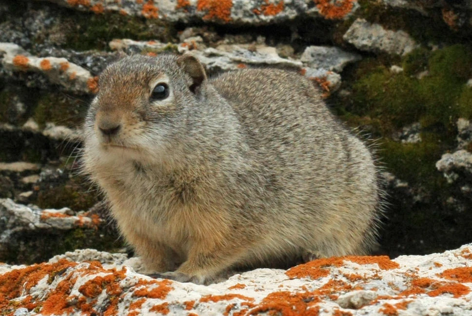 Uinta Ground Squirrel | NatureRules1 Wiki | Fandom
