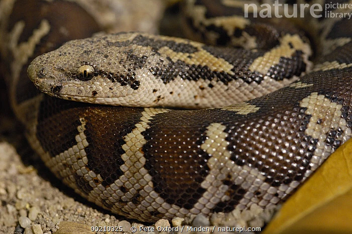 Russell's Boa | NatureRules1 Wiki | Fandom