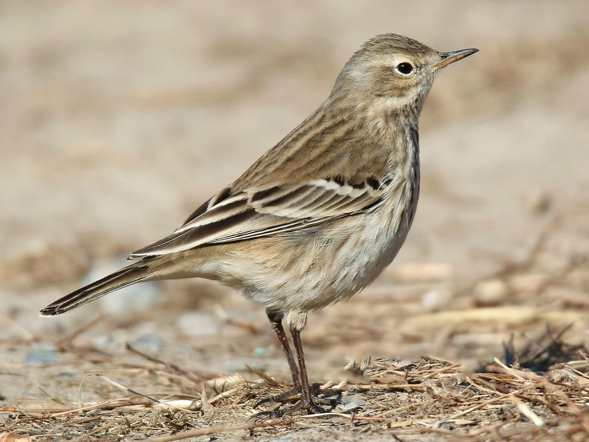 Water Pipit | NatureRules1 Wiki | Fandom