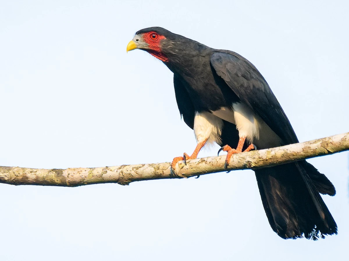 Red-throated Caracara | NatureRules1 Wiki | Fandom