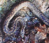 Asp Viper | NatureRules1 Wiki | Fandom