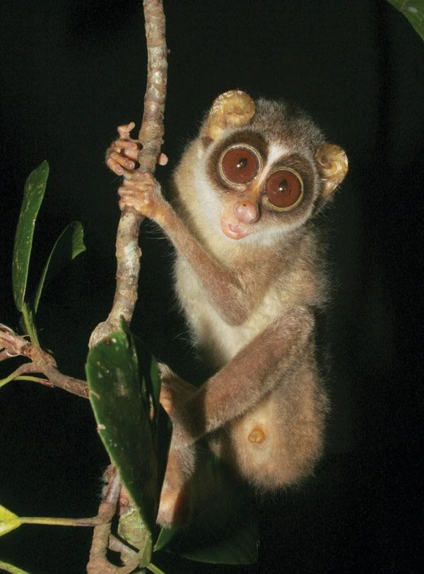 Red Slender Loris | NatureRules1 Wiki | Fandom