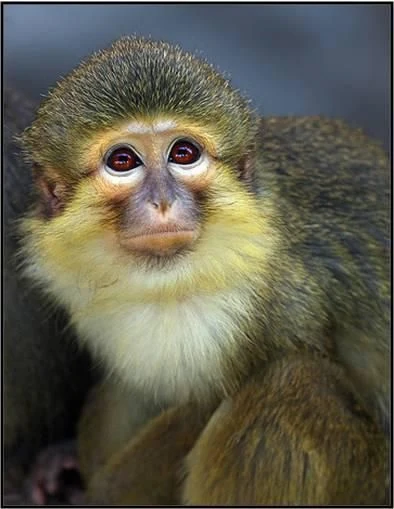 Angolan Talapoin | NatureRules1 Wiki | Fandom