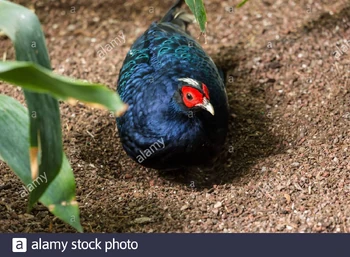 Edwards' Pheasant | NatureRules1 Wiki | Fandom