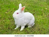 Category:Rabbits and Hares | NatureRules1 Wiki | Fandom