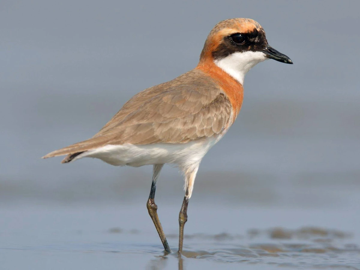 Lesser Sand Plover | NatureRules1 Wiki | Fandom