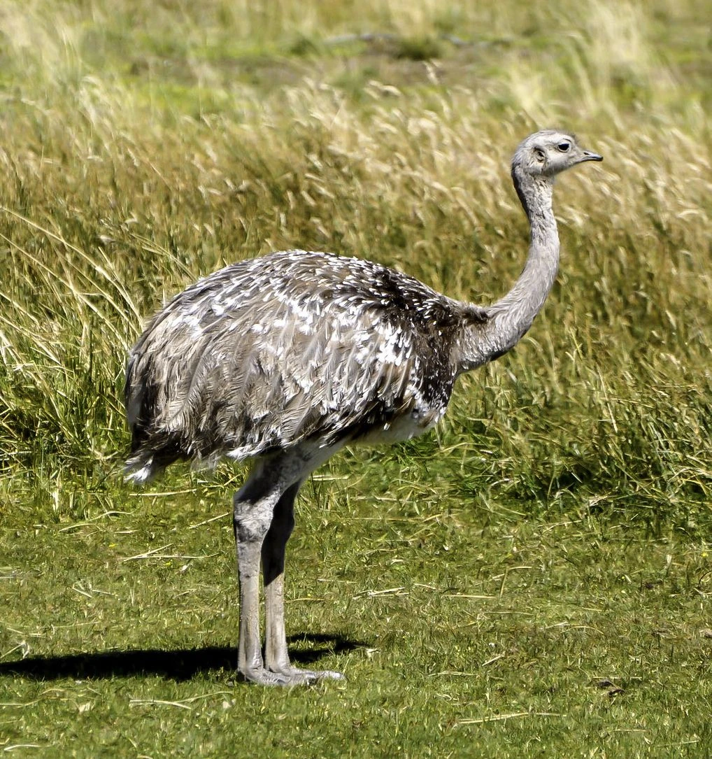 Darwin's Rhea | NatureRules1 Wiki | Fandom