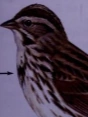 Song Sparrow | NatureRules1 Wiki | Fandom