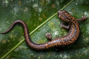 Mexican Climbing Salamander | NatureRules1 Wiki | Fandom