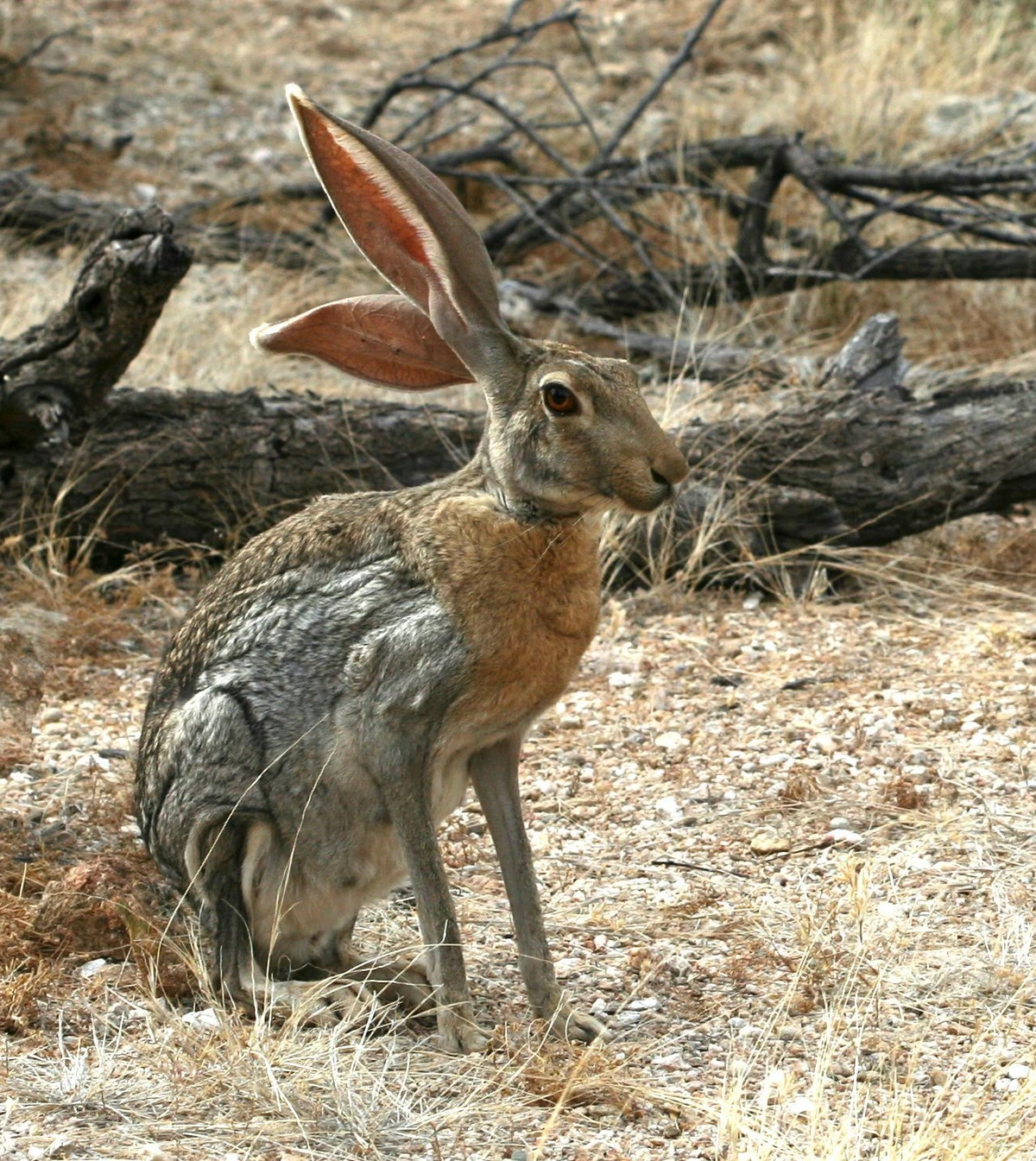Antelope Jackrabbit | NatureRules1 Wiki | Fandom