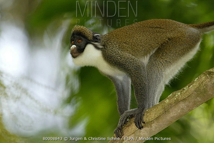 Lesser Spot-nosed Monkey | NatureRules1 Wiki | Fandom