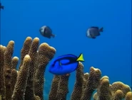 Regal Tang | NatureRules1 Wiki | Fandom