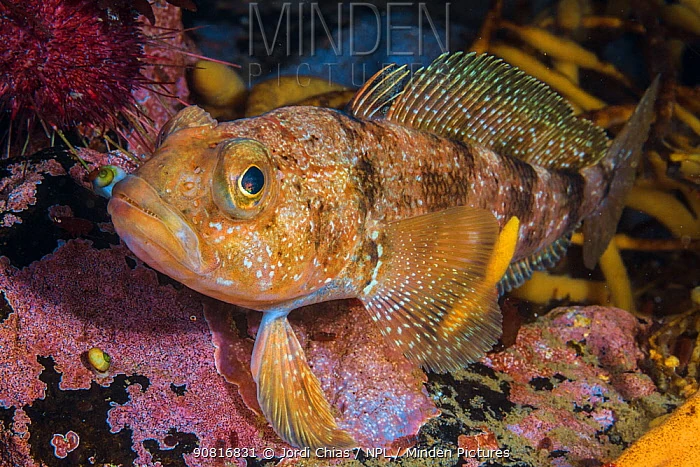 Emerald Rockcod | NatureRules1 Wiki | Fandom