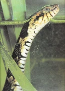 Banded Water Snake | NatureRules1 Wiki | Fandom