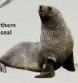 Northern Fur Seal | NatureRules1 Wiki | Fandom