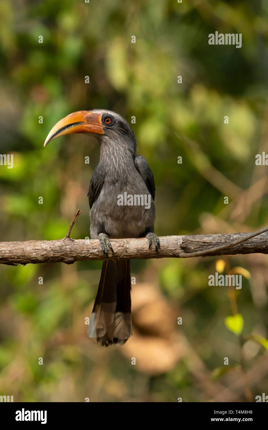Malabar Grey Hornbill | NatureRules1 Wiki | Fandom