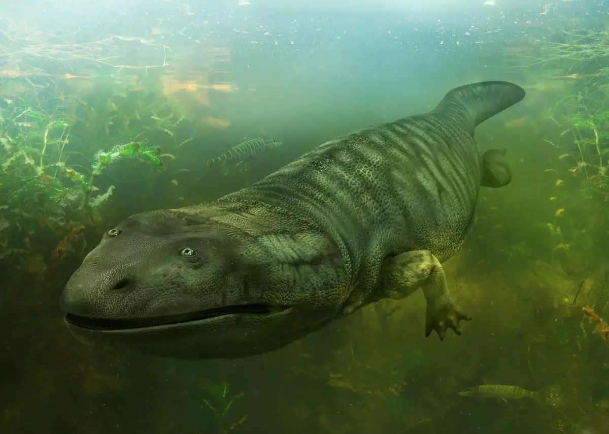 Metoposaurus | NatureRules1 Wiki | Fandom