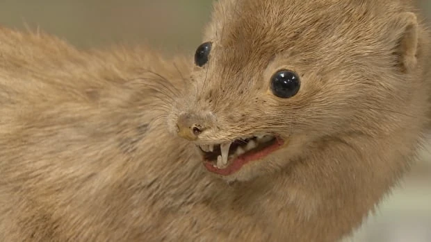 Sea Mink | NatureRules1 Wiki | Fandom