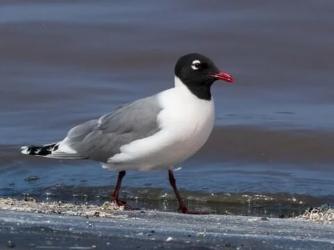 Franklin's Gull | NatureRules1 Wiki | Fandom