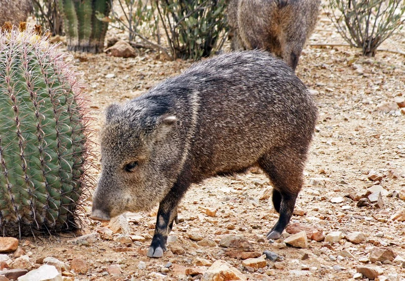 Collared Peccary | NatureRules1 Wiki | Fandom