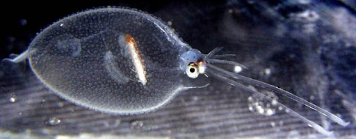 Glass Squid | NatureRules1 Wiki | Fandom