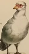 Snowy Sheathbill | NatureRules1 Wiki | Fandom