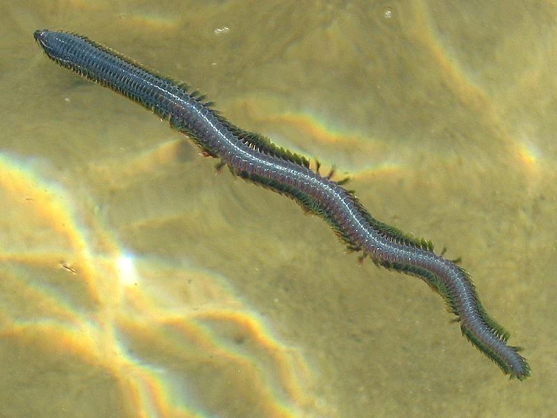 Ragworm | NatureRules1 Wiki | Fandom