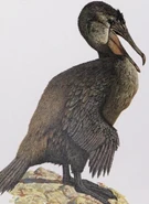 Flightless Cormorant | NatureRules1 Wiki | Fandom