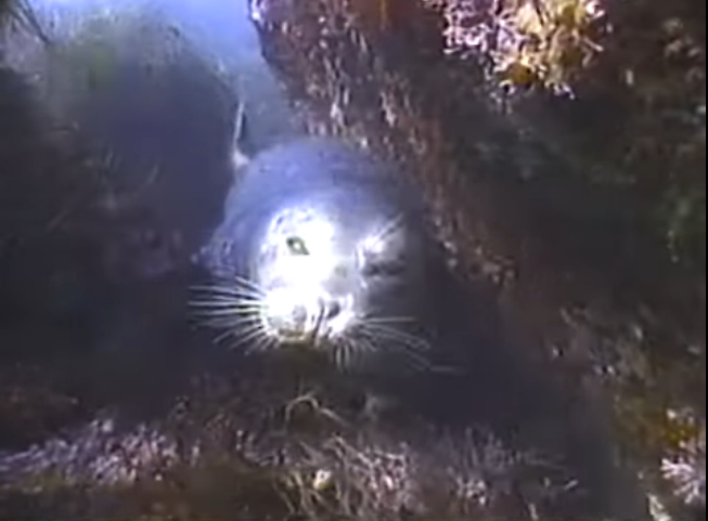 Category:Disneynature Films | NatureRules1 Wiki | Fandom