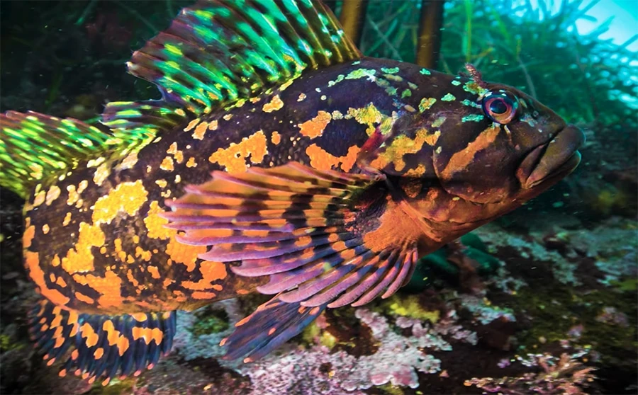 Rock Greenling | NatureRules1 Wiki | Fandom