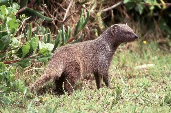 Cape Grey Mongoose | NatureRules1 Wiki | Fandom