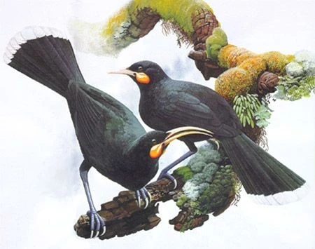 Huia | NatureRules1 Wiki | Fandom