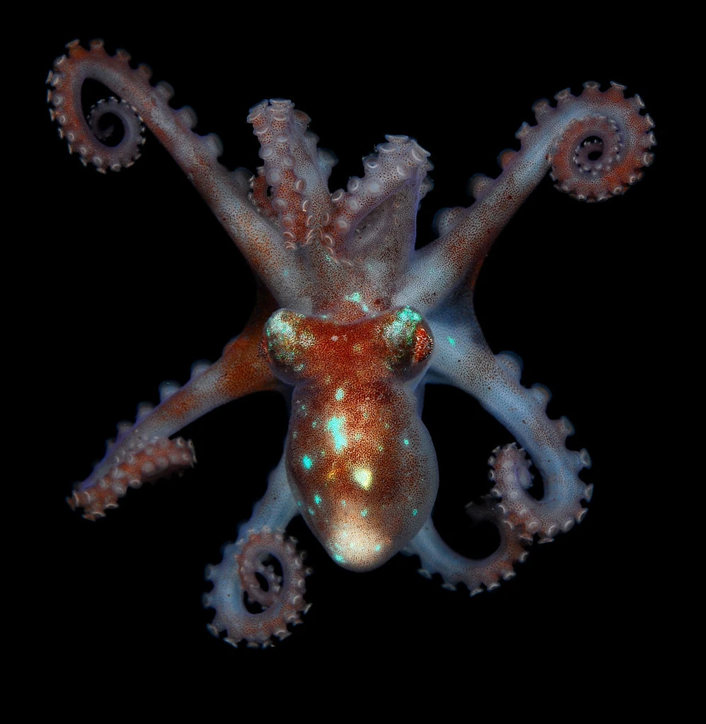 Bock's Pygmy Octopus | NatureRules1 Wiki | Fandom