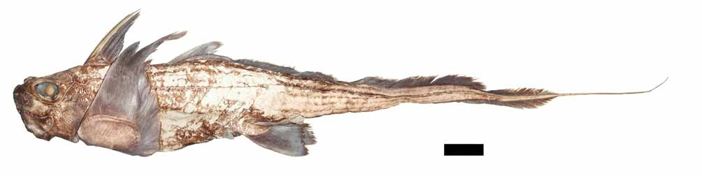 Cape Chimaera | NatureRules1 Wiki | Fandom