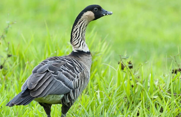 Hawaiian Goose | NatureRules1 Wiki | Fandom