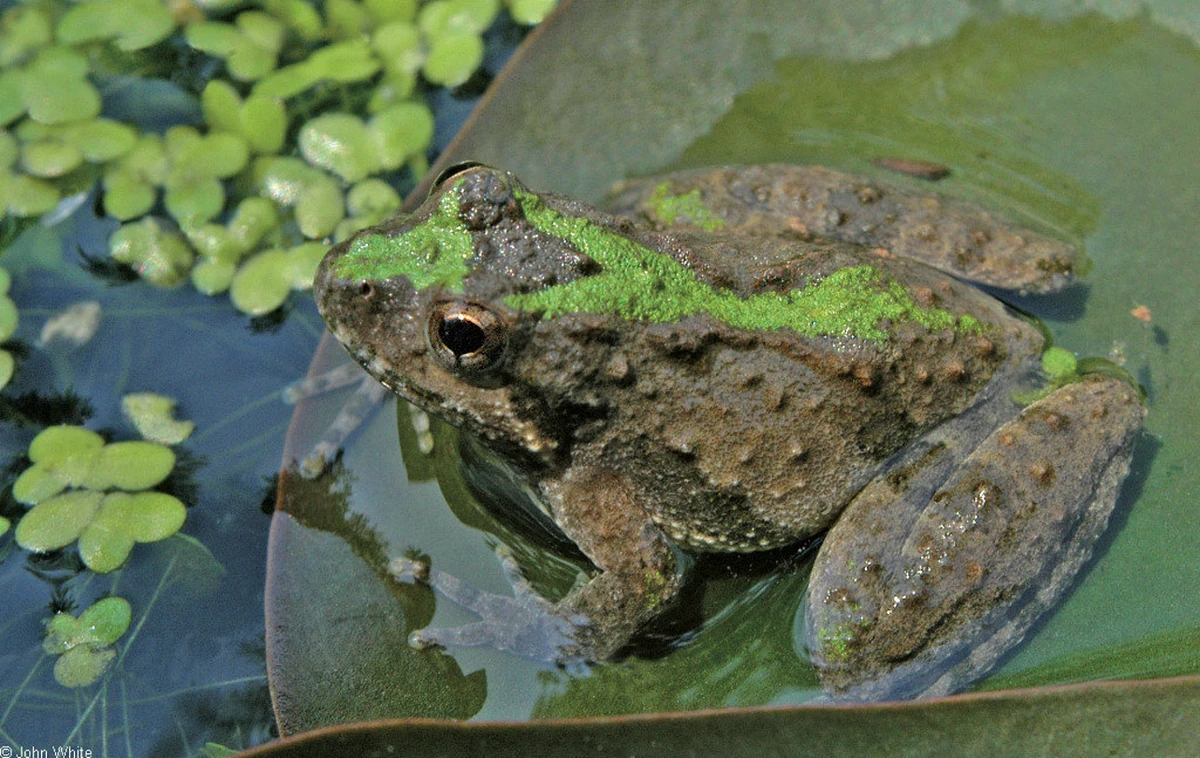 Northern Cricket Frog | NatureRules1 Wiki | Fandom