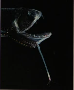 Black Dragonfish | NatureRules1 Wiki | Fandom