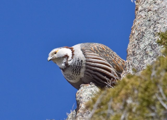 Himalayan Snowcock | NatureRules1 Wiki | Fandom