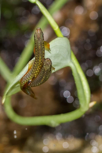 Splash Tetra | NatureRules1 Wiki | Fandom