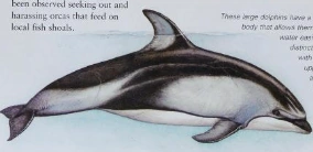 Children of the Sea | NatureRules1 Wiki | Fandom