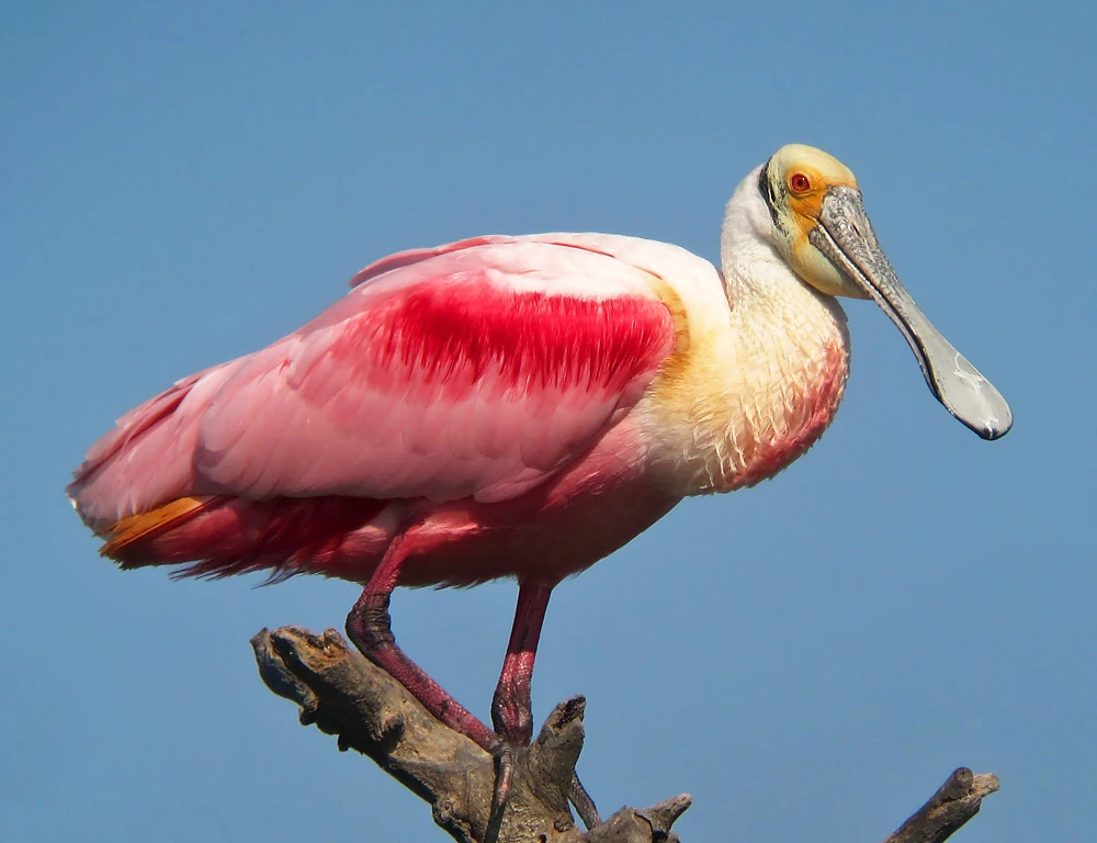 Roseate Spoonbill | NatureRules1 Wiki | Fandom