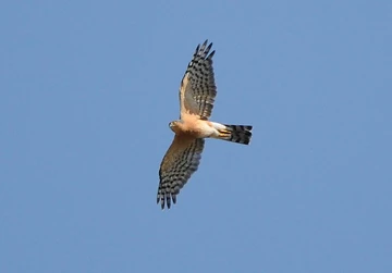 Sparrow Hawk Red
