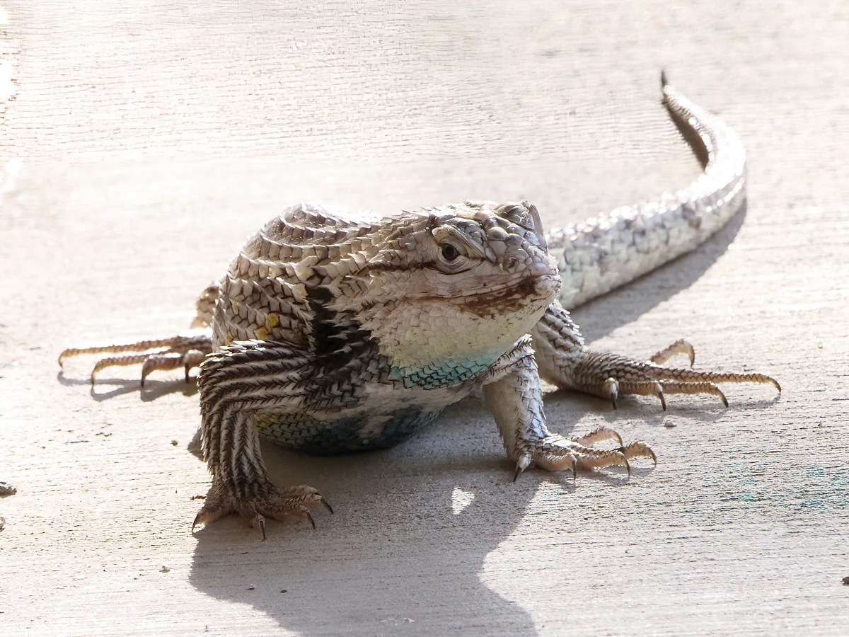 Desert Spiny Lizard | NatureRules1 Wiki | Fandom