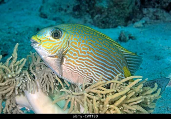 Golden-lined Spinefoot | NatureRules1 Wiki | Fandom