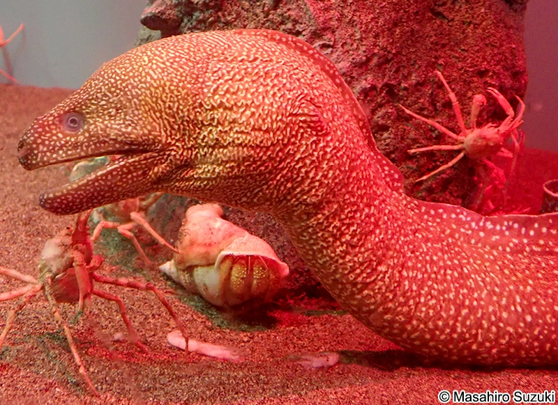 Gymnothorax Neglectus | NatureRules1 Wiki | Fandom