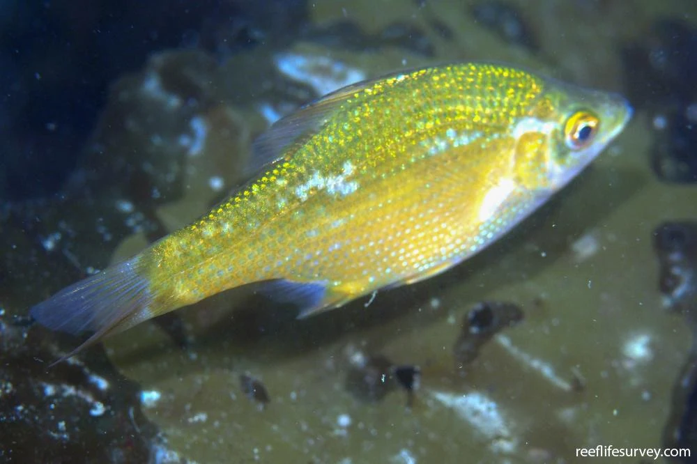 Kelp Perch | NatureRules1 Wiki | Fandom