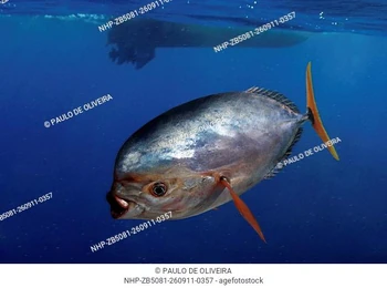 Louvar | NatureRules1 Wiki | Fandom