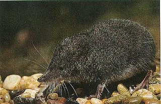 American Water Shrew | NatureRules1 Wiki | Fandom